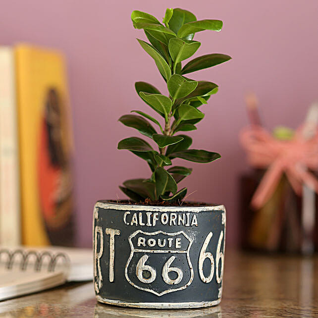 Buy/Send Ficus Compacta In Grey Ceramic Pot Online- FNP