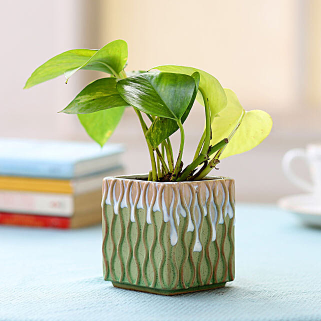 Buy/Send Money Plant in Green Ceramic Pot Online- FNP
