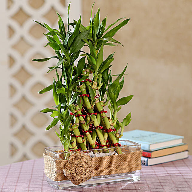 Buy/Send 5 Layer Pyramid Bamboo Online- FNP