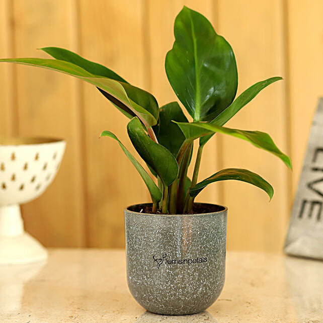 Buy/Send Red Philodendron Plant In Melamine Pot Online- FNP