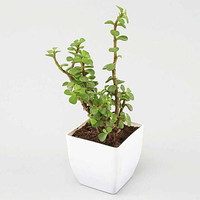 Buy/Send Jade Plant In Classic White Pot Online- FNP