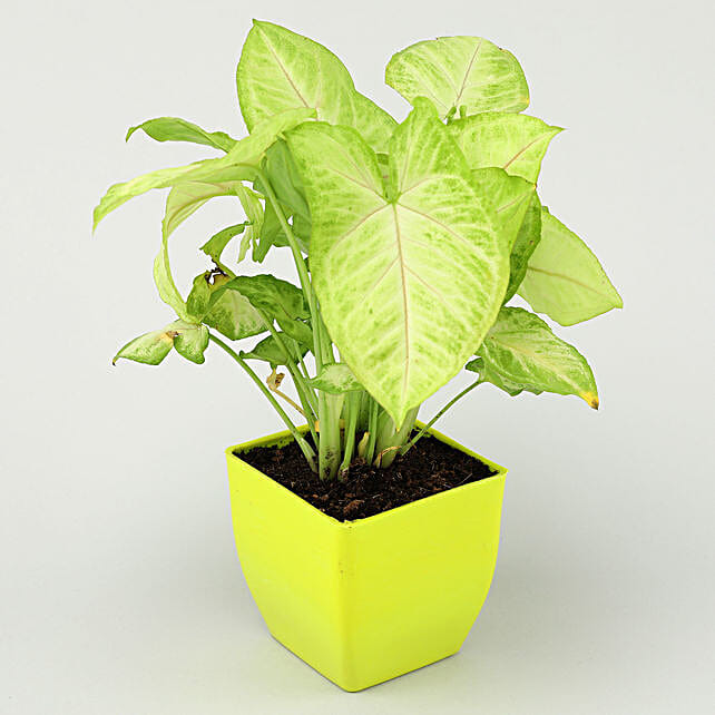 Buy/Send Syngonium Plant In Classic Green Pot Online- FNP