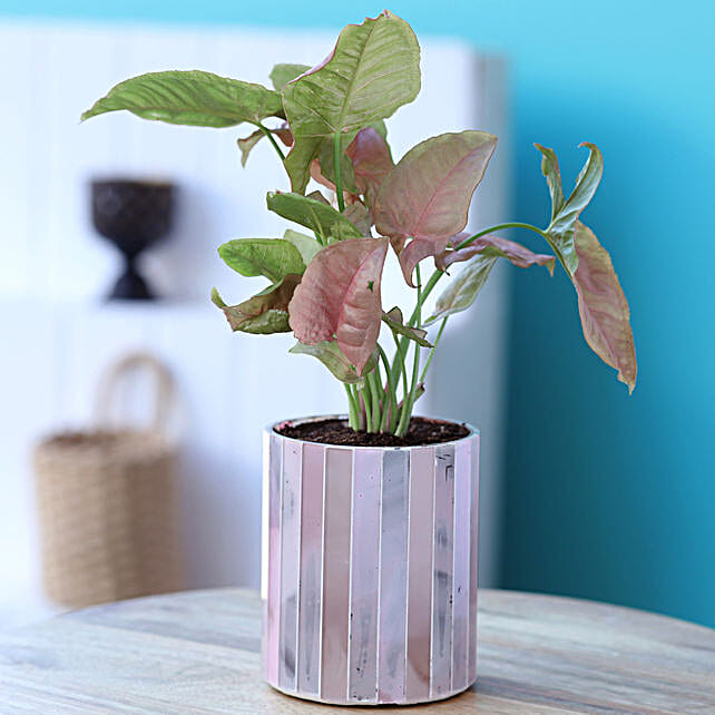 Buy/Send Pink Syngonium Potted Plant In Mosaic Pot Online- FNP
