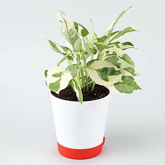 White Pothos Plant In Self-Watering White Pot | Gift White Pothos Plant ...