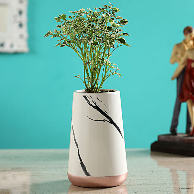Buy/Send Aralia Plant In White Ceramic Shaded Pot Online- FNP