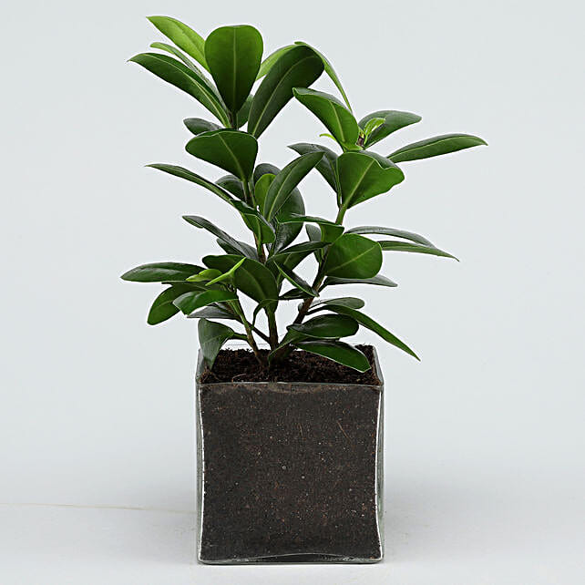 Buy/Send Ficus Compacta Plant Online- Ferns N Petals