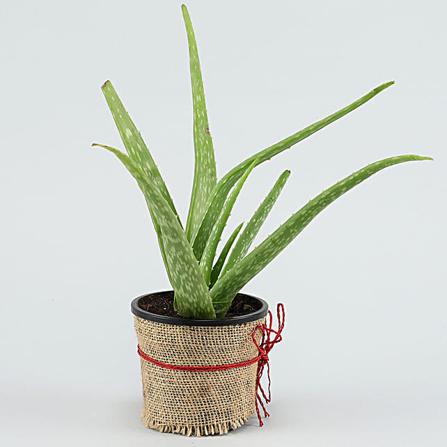 Buy/Send Potted Aloe Vera Plant Online- Ferns N Petals