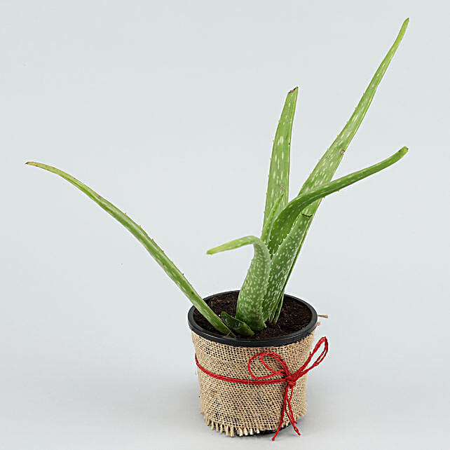 Buy/Send Aloe Vera Plant & Pink Rose Bouquet Online- Ferns N Petals