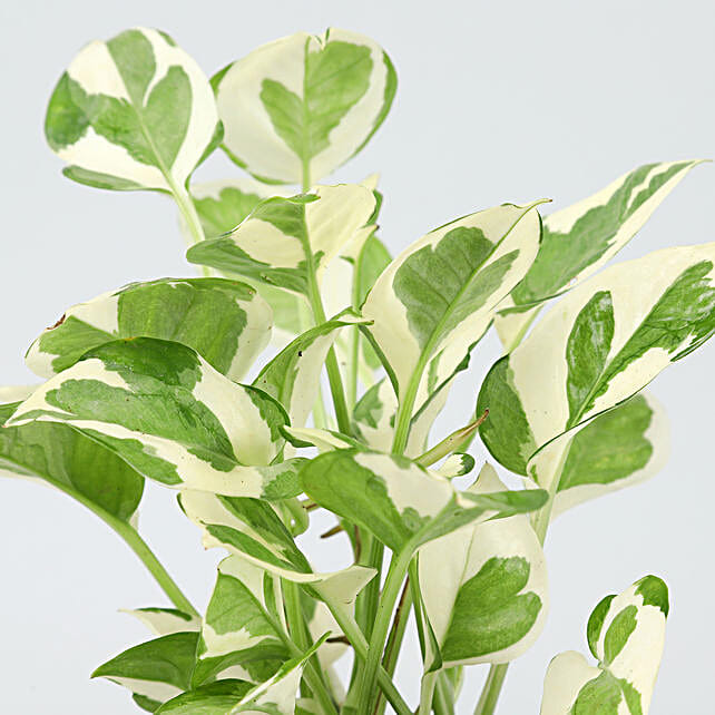 Buy/Send White Pothos Plant In Self Watering White Pot Hand Delivery ...