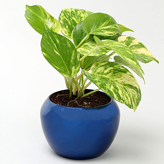 Buy/Send Money Plant In Blue Metal Pot Online- Ferns N Petals