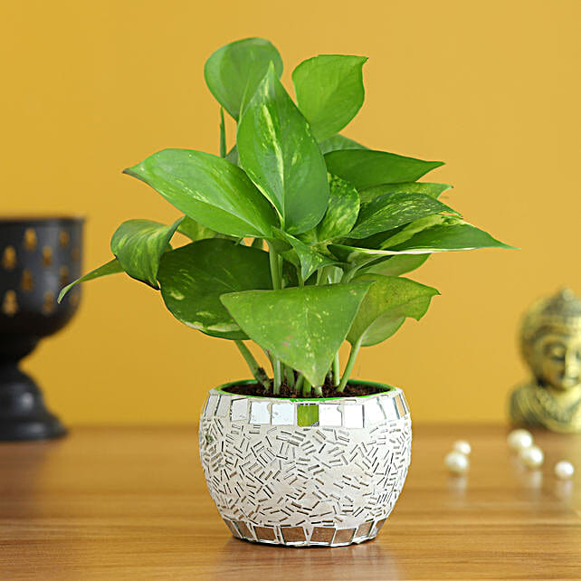 Buy/Send Money Plant In White Mosaic Design Metal Pot Online- FNP