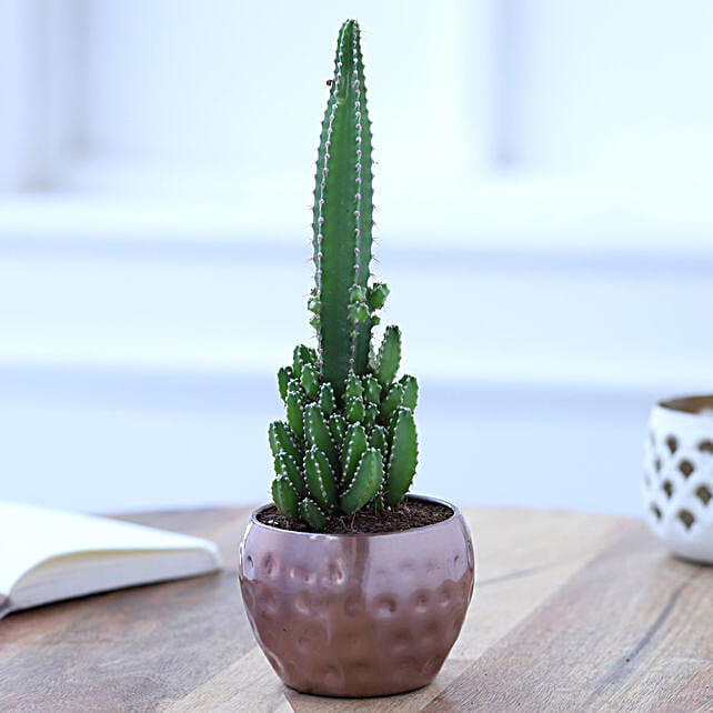 Buy/Send Triangular Cactus In Hammered Copper Pot Online- FNP