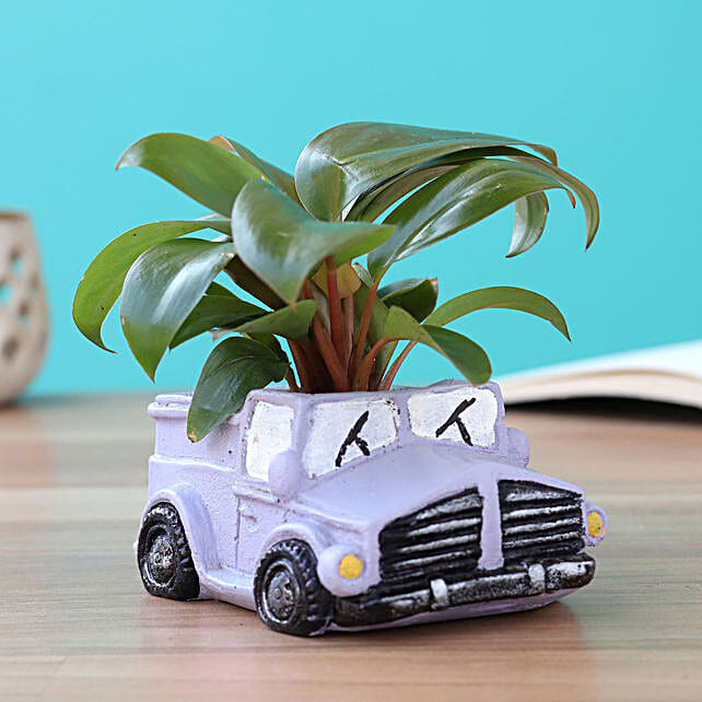 Buy/Send Red Philodendron In Resin Jeep Pot Online- FNP