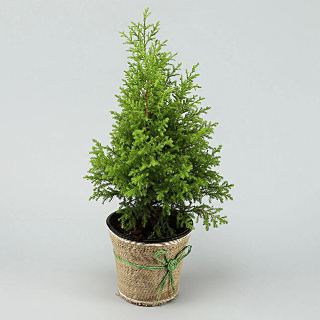 Buy/Send Cyprus Plant In Black Plastic Pot Online- FNP