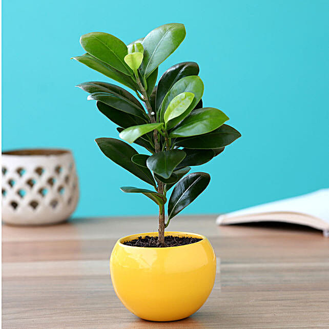 Buy/Send Ficus Compacta In Metal Pot Online- FNP