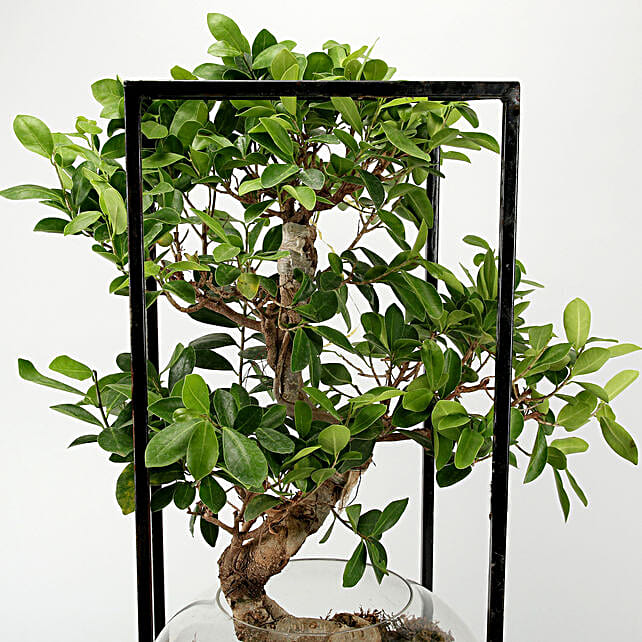 Buy/Send Ficus S Shaped Bonsai In Iron Stand Online- Ferns N Petals