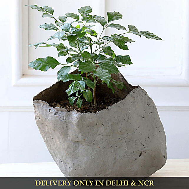 Buy/Send Red Machira Bonsai In Fibre Pot Online- FNP