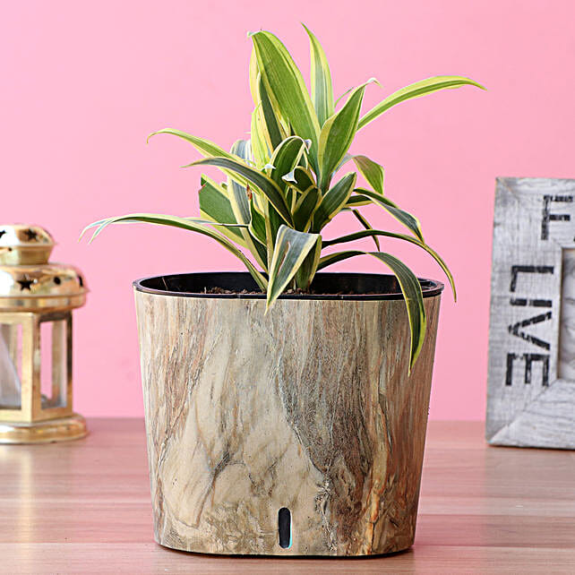 Buy/Send Spider Plant In Self Watering Pot Online- FNP