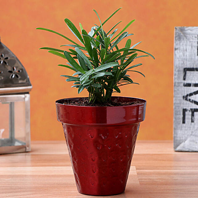 Buy/Send Podocarpus Plant In Pretty Red Metal Pot Online- FNP