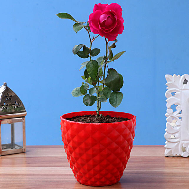Buy/Send Red Rose Plant In Pretty Red Kohinoor Pot Online- FNP