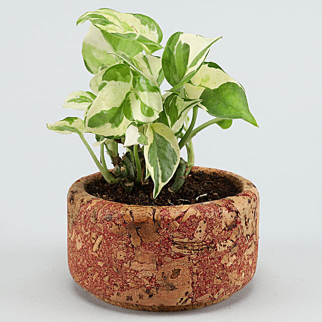 Buy/Send White Pothos Plant In Round Pot Online- Ferns N Petals