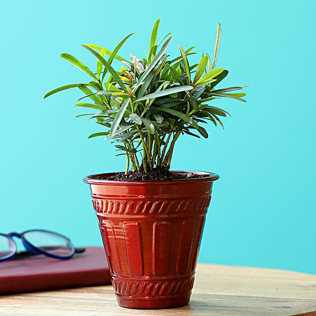 Buy/Send Podocarpus Plant In Red Iron Embossed Pot Online- FNP