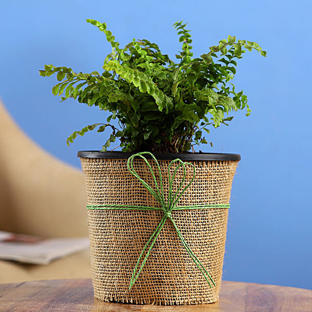 Buy/Send Fern Plant In Black Nursery Pot Online- FNP
