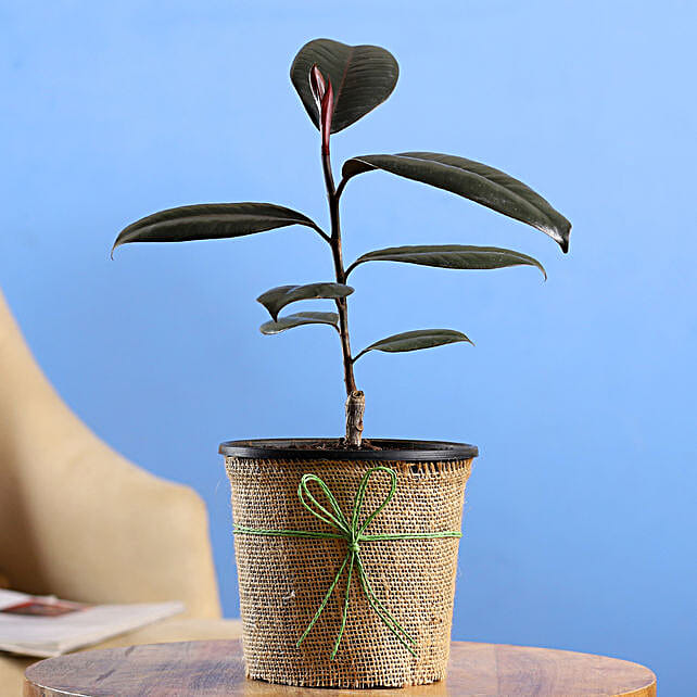 Buy/Send Rubber Plant In Black Nursery Pot Online- FNP