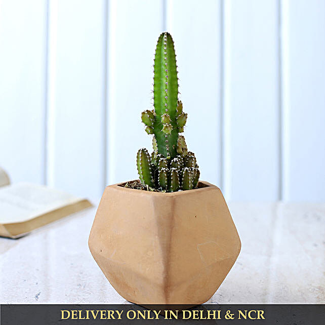 Buy/Send Triangular Cactus Plant In Pentagon Shaped Pot Online- FNP