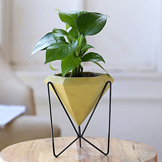 Buy/Send Money Plant In Conical Pot With Stand Online- FNP