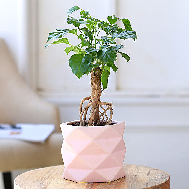 Buy/Send Radermachera Plant In Triangular Ceramic Pot Online- FNP