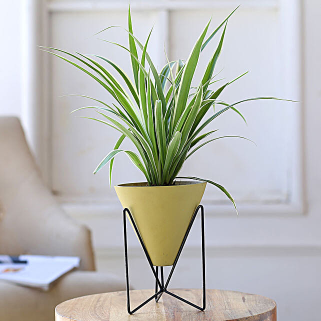 Buy/Send Spider Plant In Yellow Triangular Pot With Stand Online- FNP