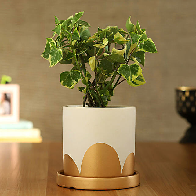Buy/Send English Ivy Plant In White & Golden Pot With Plate Online- FNP