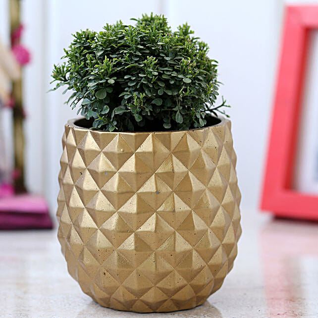 Buy/Send Table Kamini Plant In Golden Planter Online- FNP