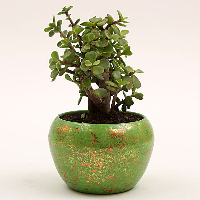 Buy/Send jade plant in metal pot Online- FNP