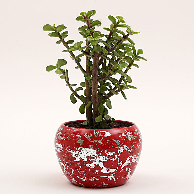 Buy/Send jade plant in red metal pot Online- FNP