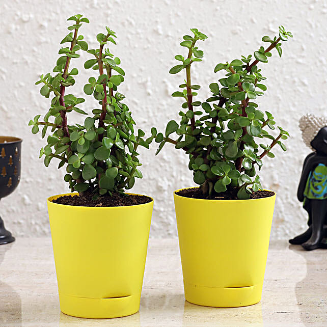 Buy/Send Jade Plant Duo In Self Watering Pots With Plastic Plates ...