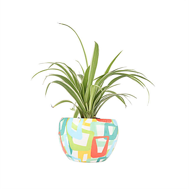 Buy/Send spider plant in designer metal pot Online- FNP