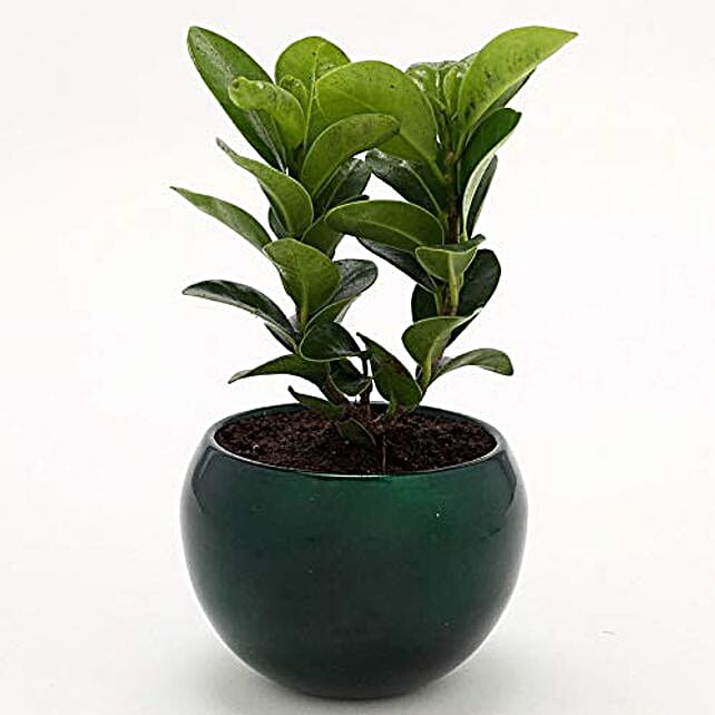Buy/Send ficus compacta plant in green metal pot Online- FNP