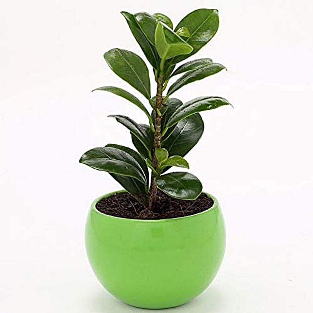 Buy/Send ficus compacta plant in tpr green metal pot Online- FNP
