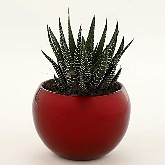 Buy/Send haworthia plant in red metal pot Online- FNP