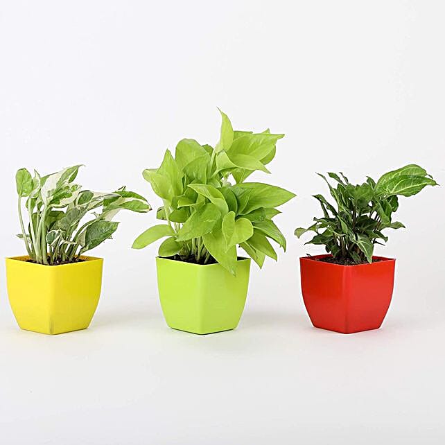Buy/Send set of three fresh plant with plastic pot Online- FNP