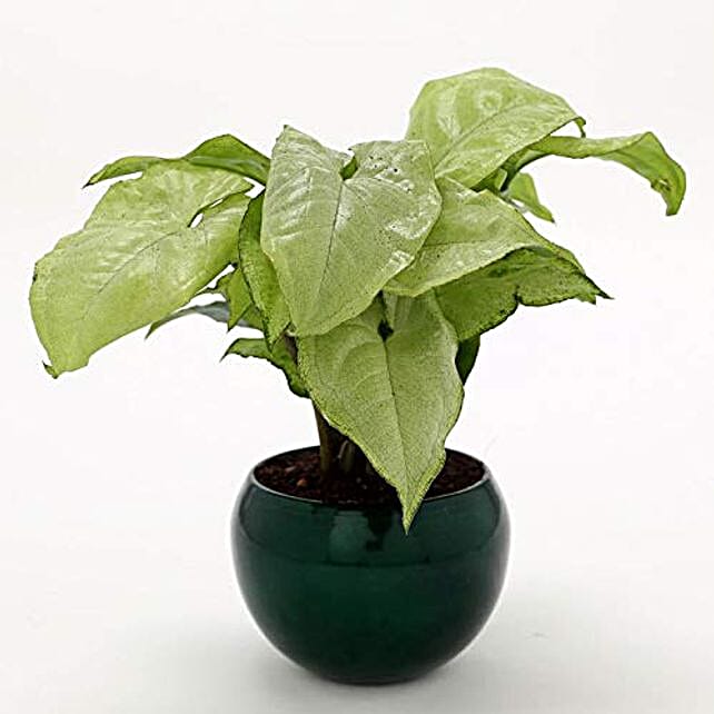 Buy/Send syngonium plant in dark green metal pot Online- FNP