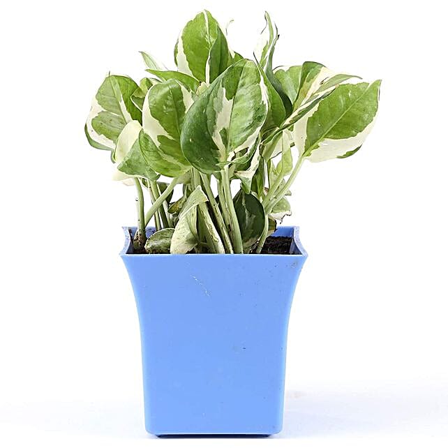 Buy/Send white plastic pothos plant in blue plastic pot Online- FNP