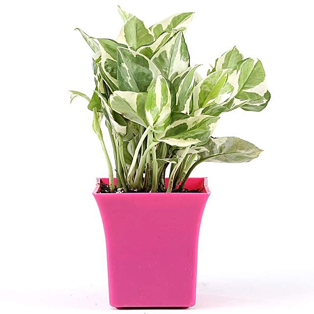 Buy/Send white plastic pothos plant in pink plastic pot Online- FNP