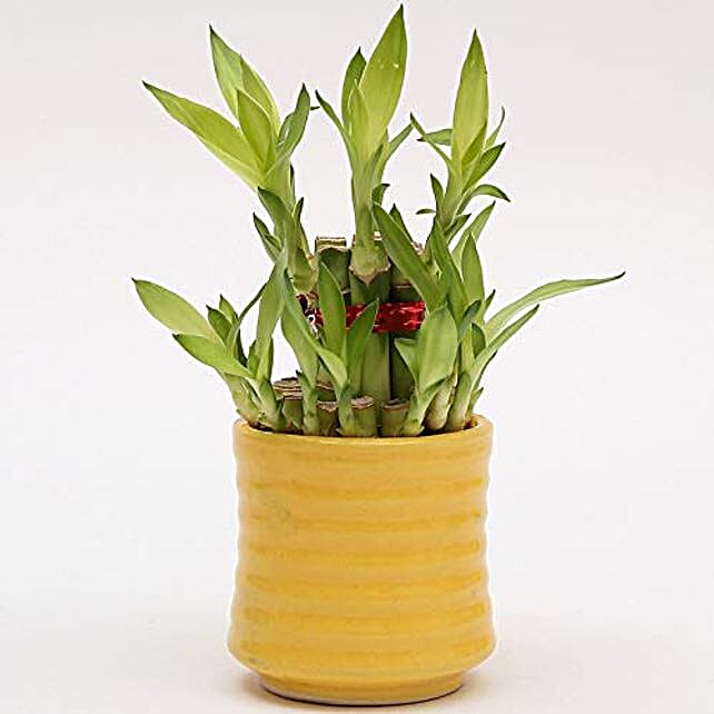 Buy/Send bamboo plant in yellow ceramic pot Online- FNP