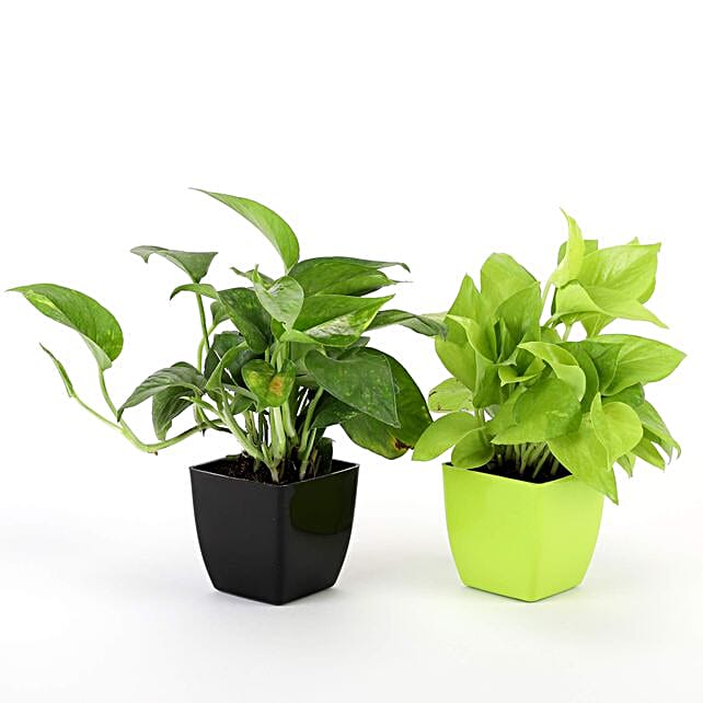 Buy/Send Money Plant and Golden Money Plant in Plastic Pot Online- FNP