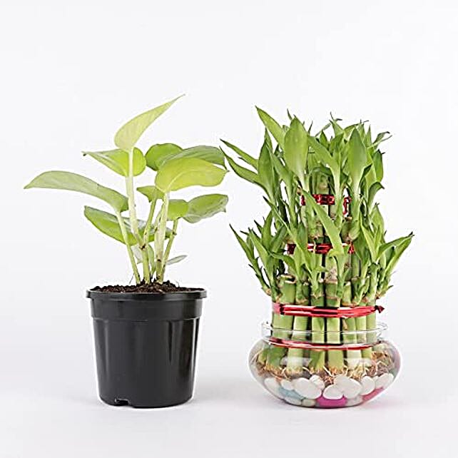 Buy/Send money plant n three layer lucky bamboo plant Online- FNP