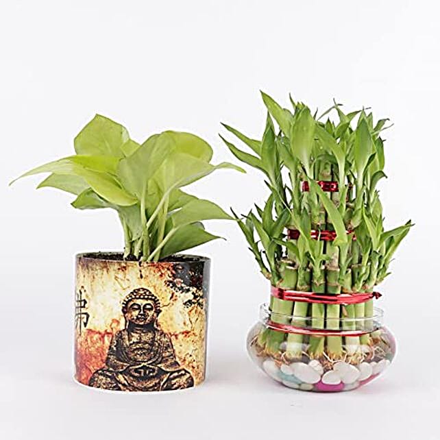 Buy/Send money plant n three layer bamboo plant mp17 Online- FNP