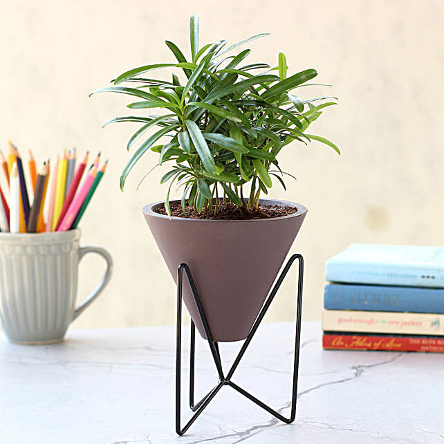 Buy/Send Podocarpus Plant Grey Triangular Pot Online- FNP